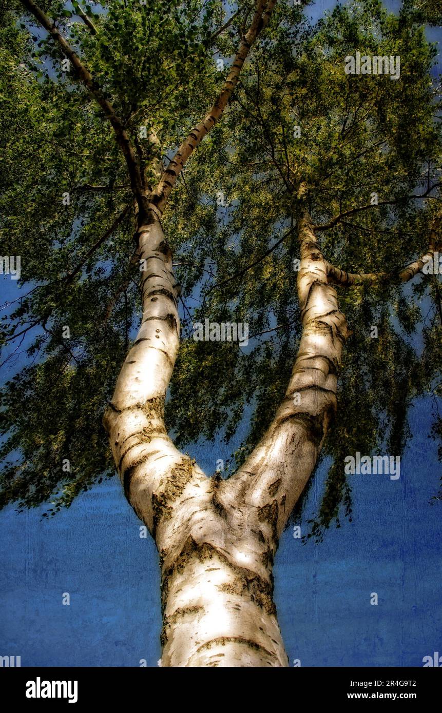 Treetop tree hi-res stock photography and images - Alamy