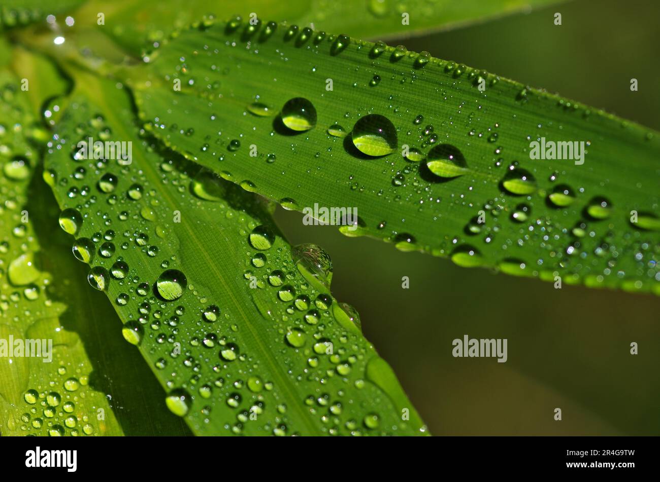 Drop of drop hi-res stock photography and images - Alamy