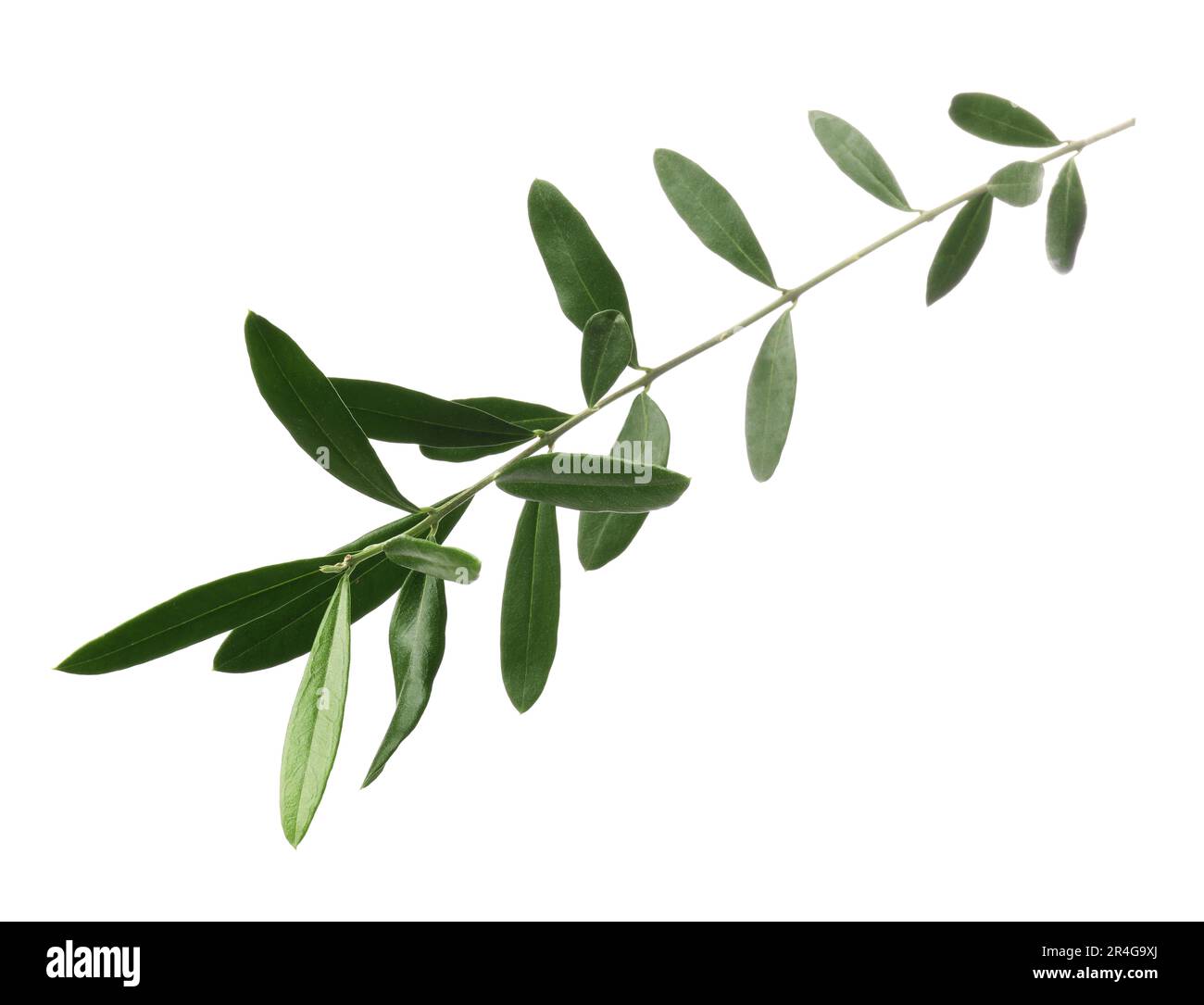 Olive twig with fresh green leaves isolated on white Stock Photo - Alamy