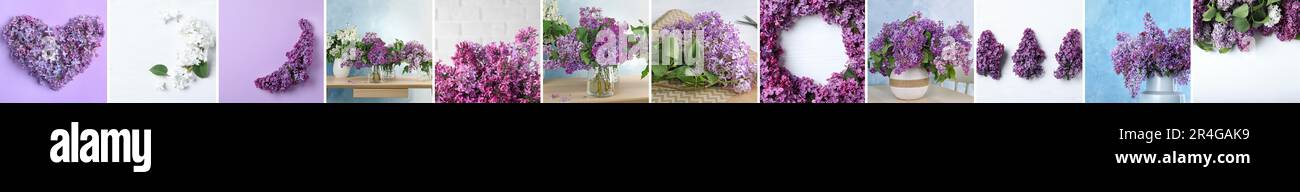 Collage with photos of beautiful lilac flowers Stock Photo - Alamy