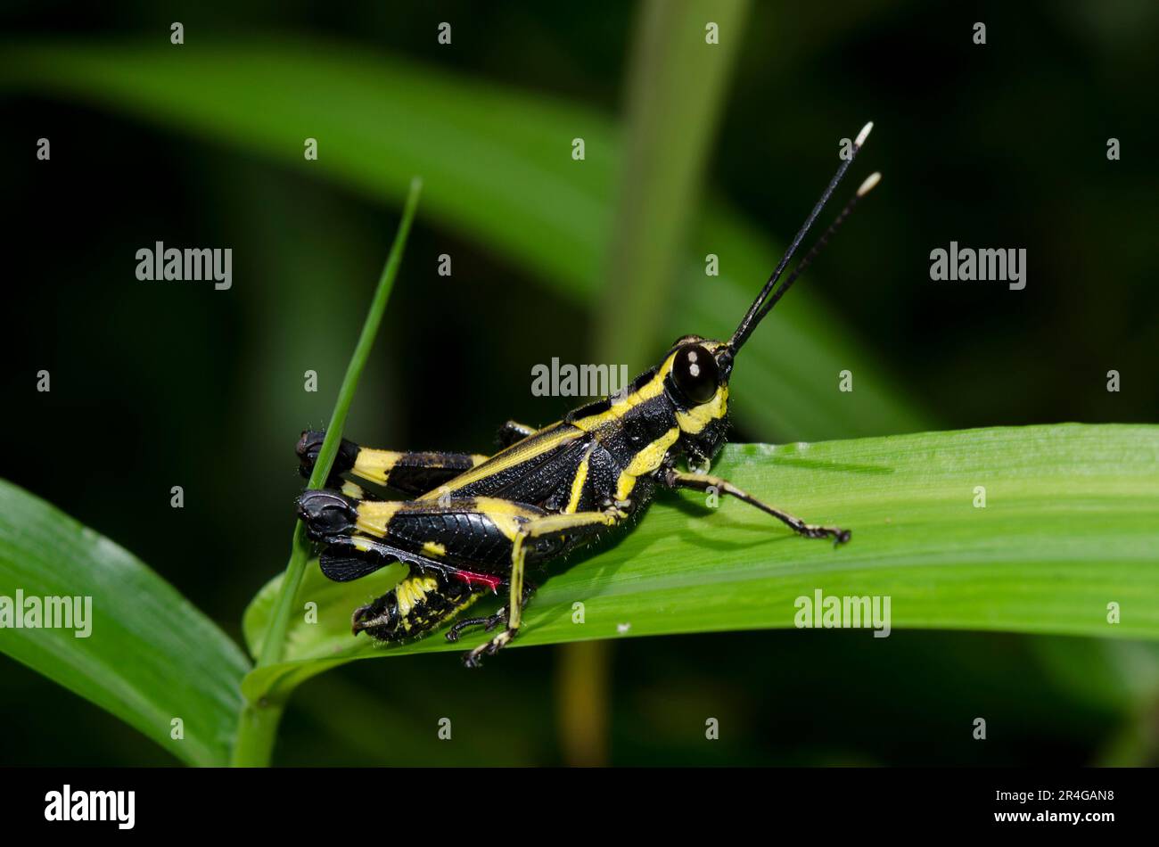 Grasshopper, Traulia azureipennis, Klungkung, Bali, Indonesia Stock ...