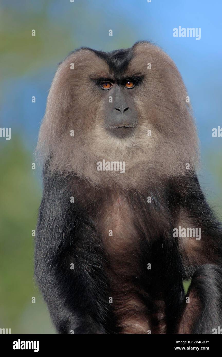 Lion-tailed Macaque (Macaca silenus), male Stock Photo - Alamy