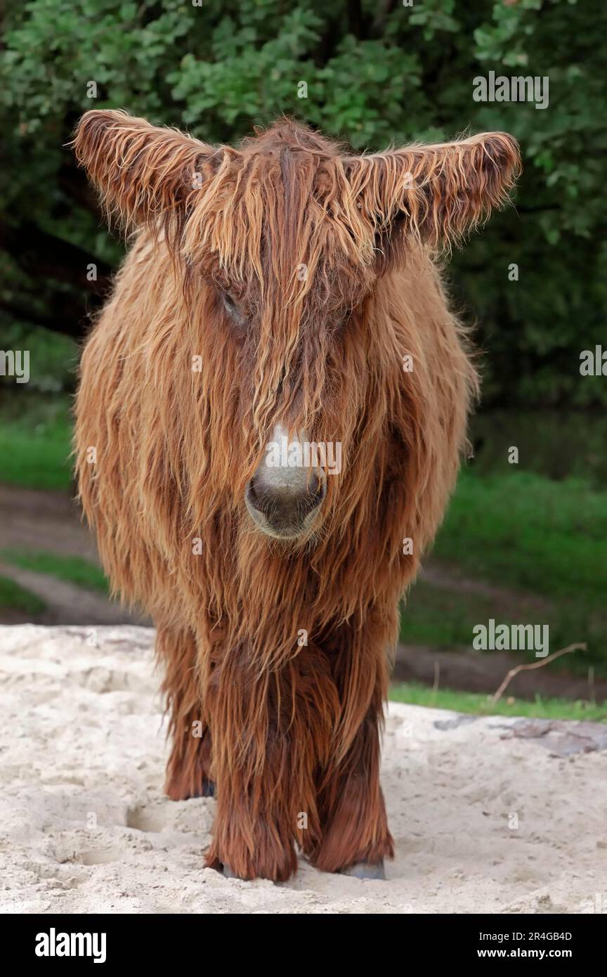 Poitou Donkey, Giant Donkey Stock Photo - Alamy