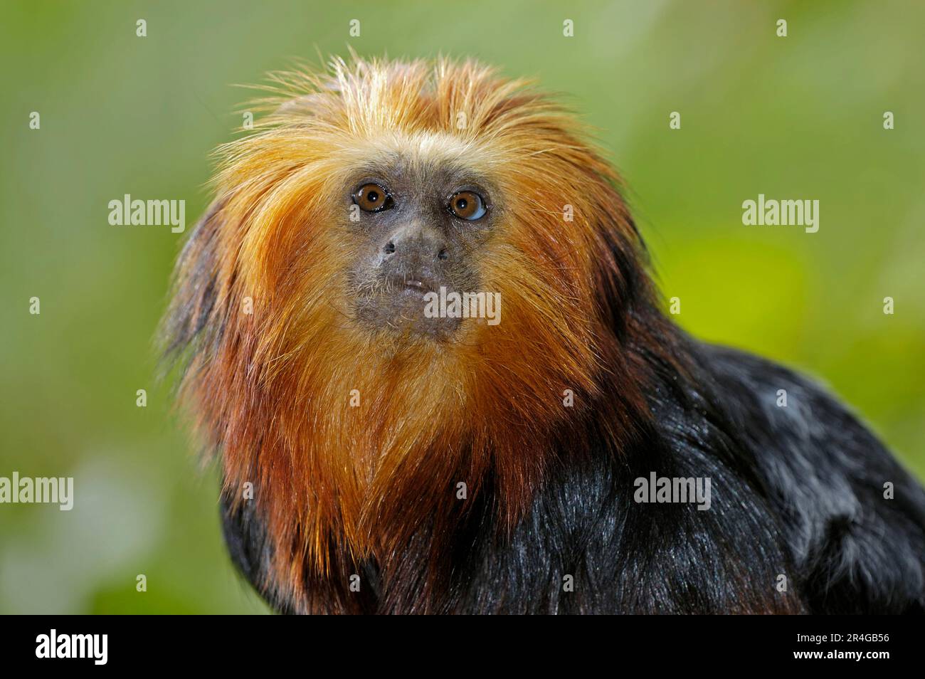 Golden-headed lion tamarin (Leontopithecus chrysomelas Stock Photo - Alamy