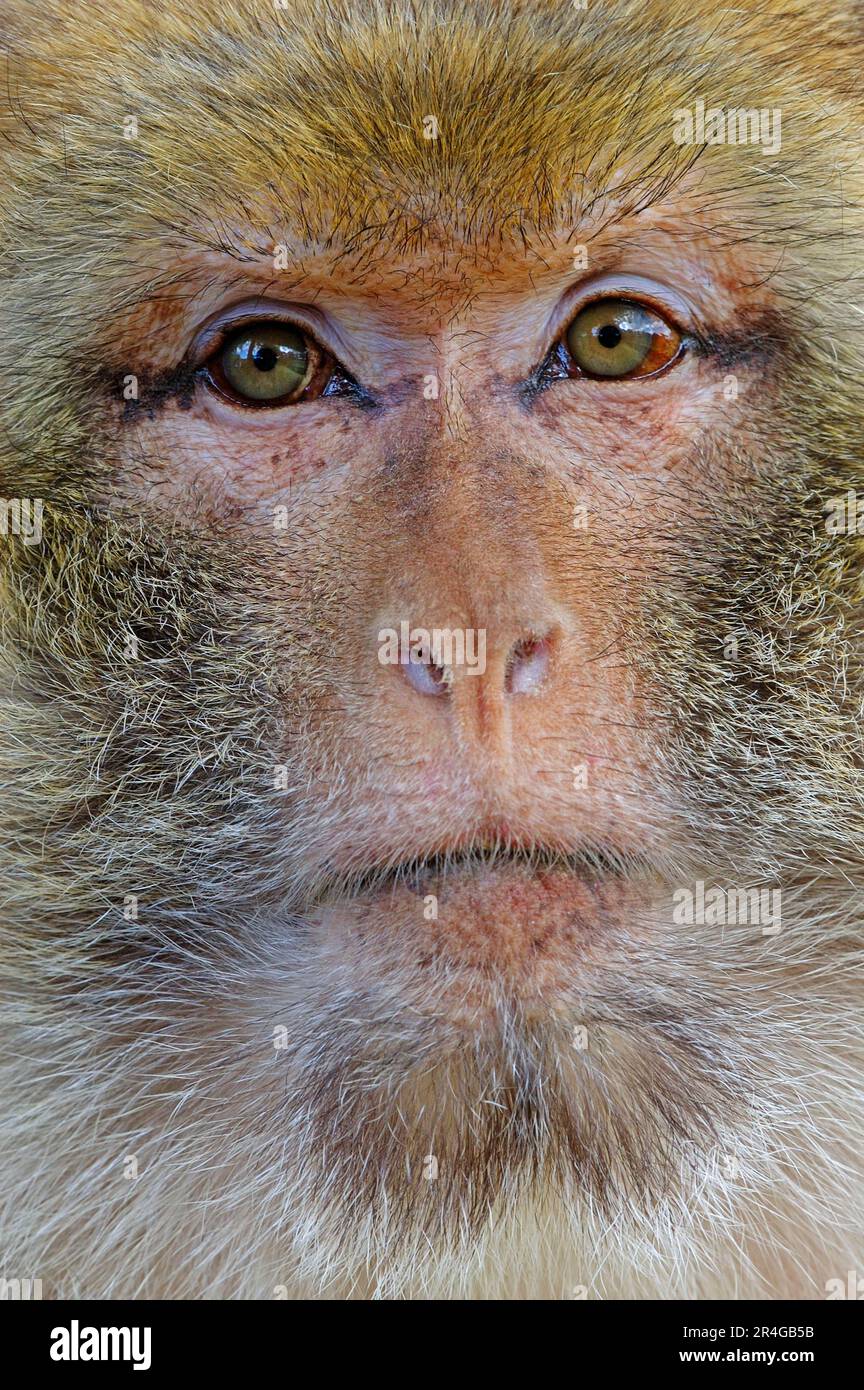 Barbary macaque (Macaca sylvanus), male (Macaca sylvana Stock Photo - Alamy