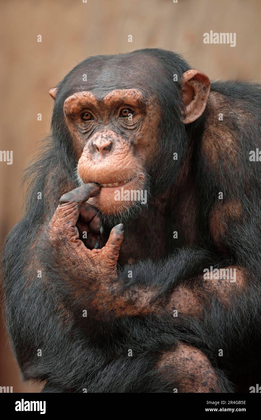 Common Chimpanzee (Pan troglodytes Stock Photo - Alamy