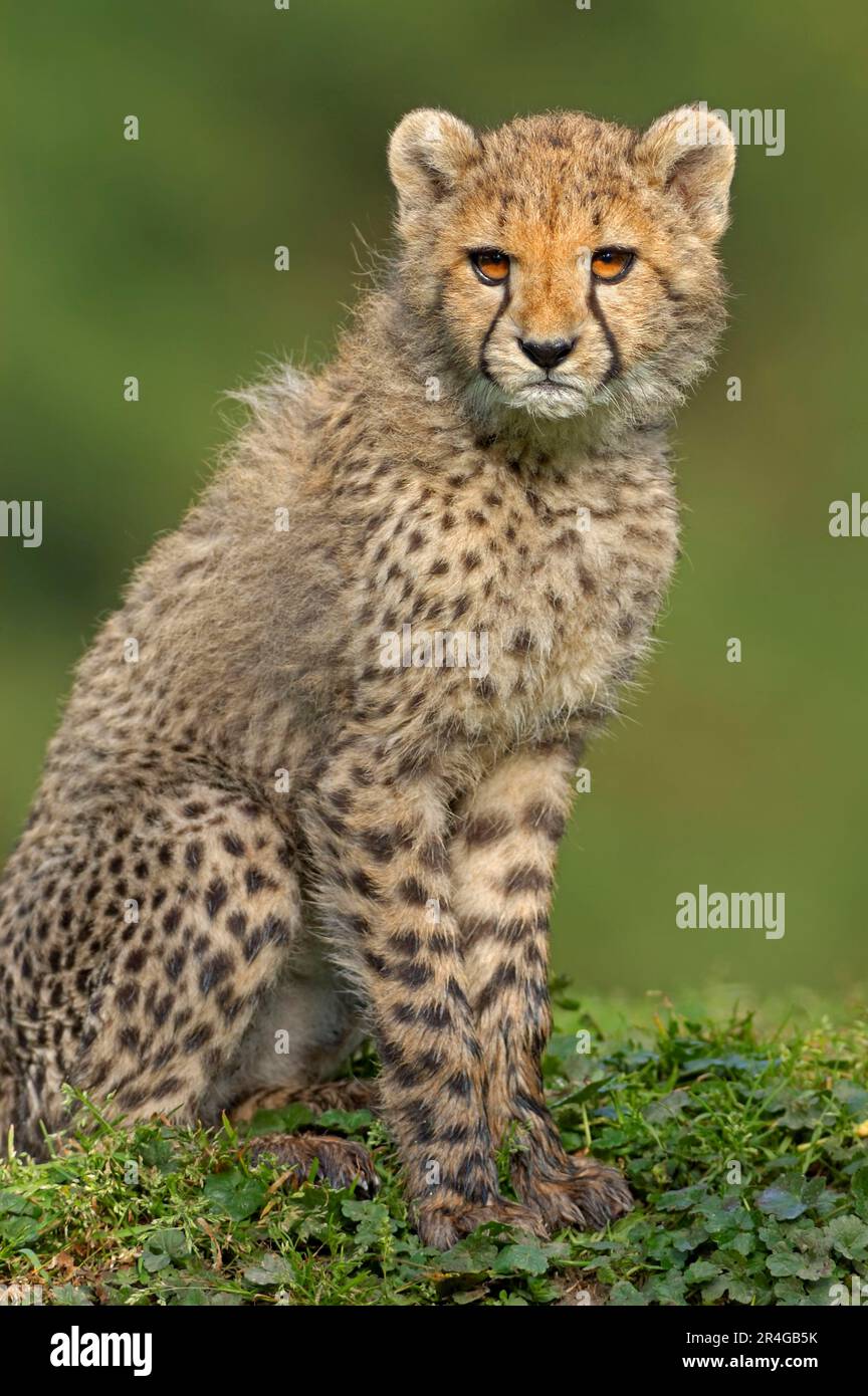 Cheetah (Acinonyx jubatus), young Stock Photo - Alamy