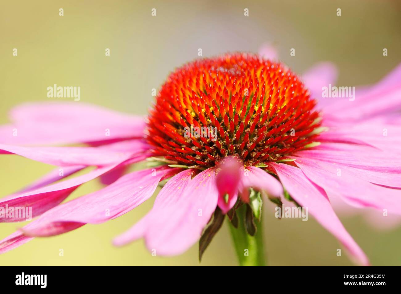 Purple coneflower (Rudbeckia purpurea Stock Photo - Alamy