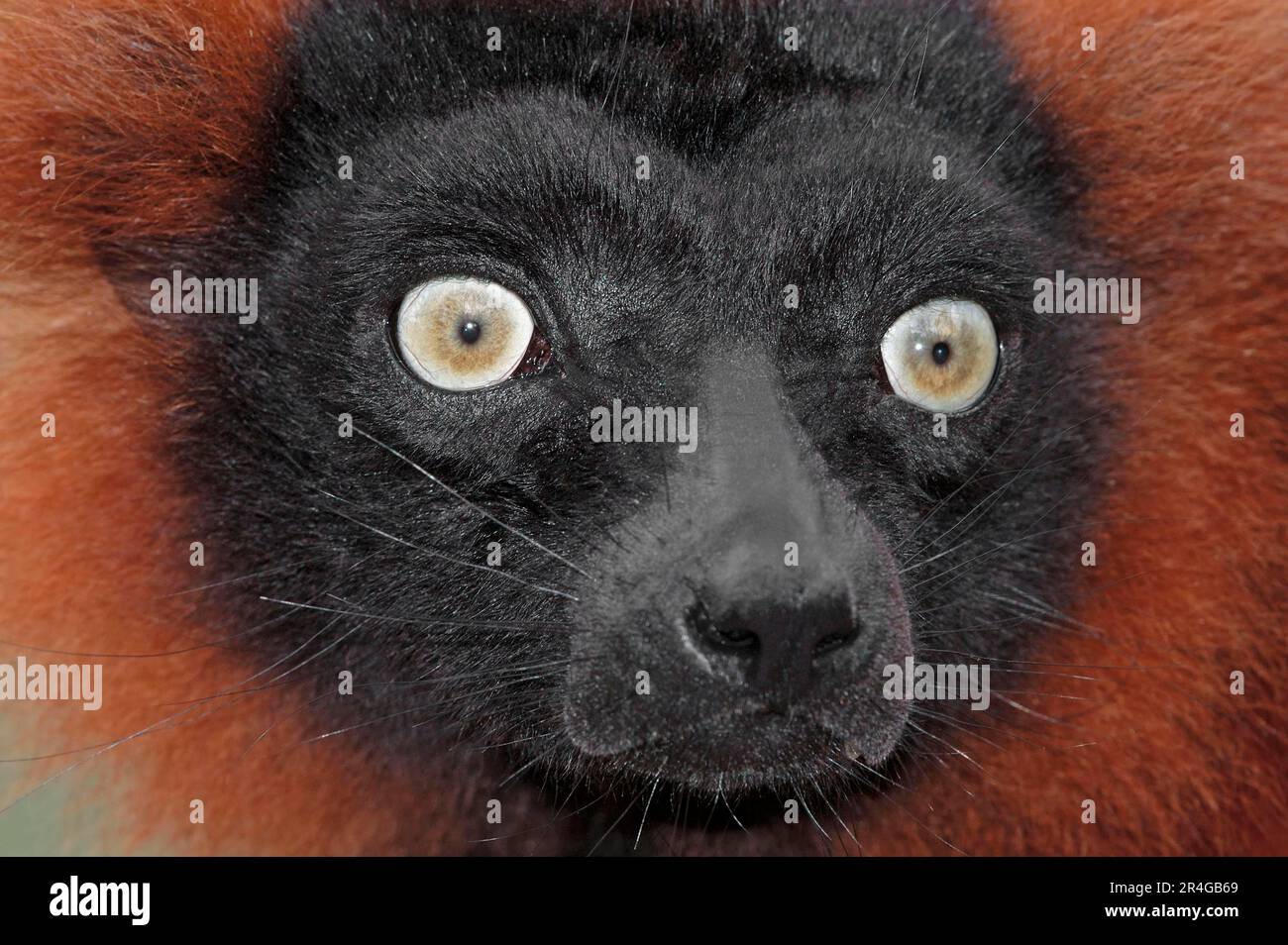 Red ruffed lemur (Varecia variegata rubra) (Varecia variegata ruber ...
