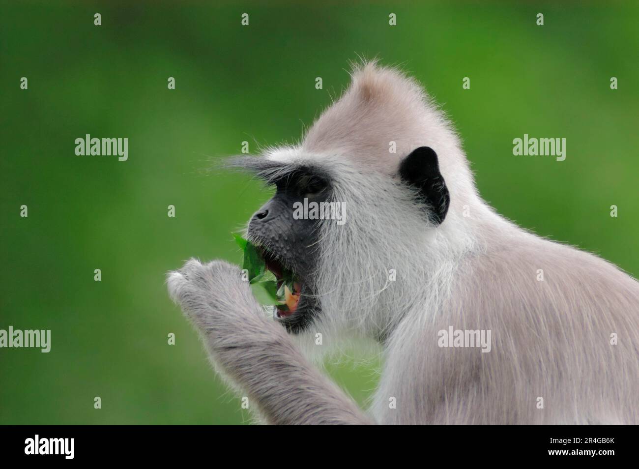 Tufted Gray Langur (Semnopithecus priam) (Semnopithecus entellus priam ...