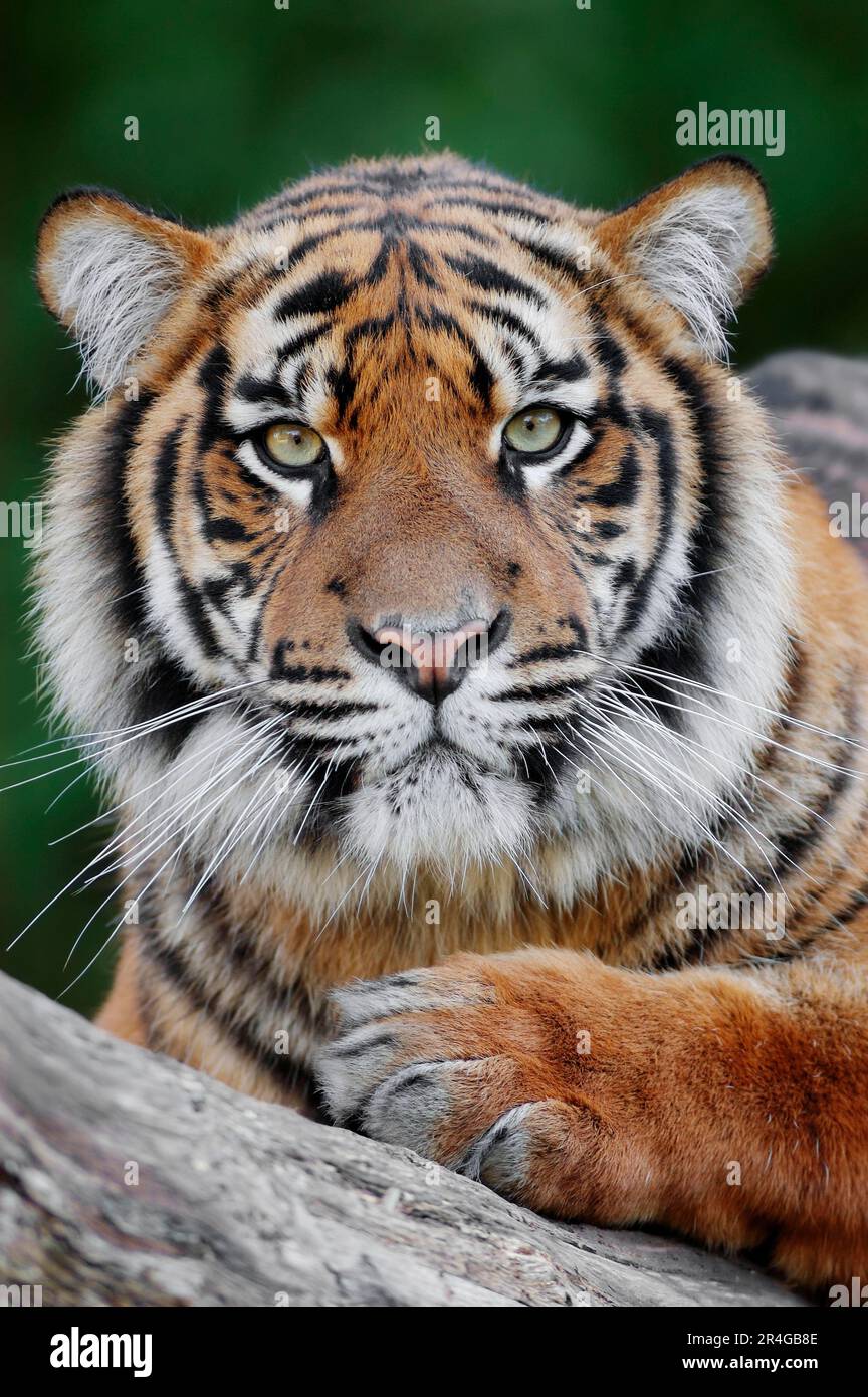 Sumatran tiger head hi-res stock photography and images - Alamy