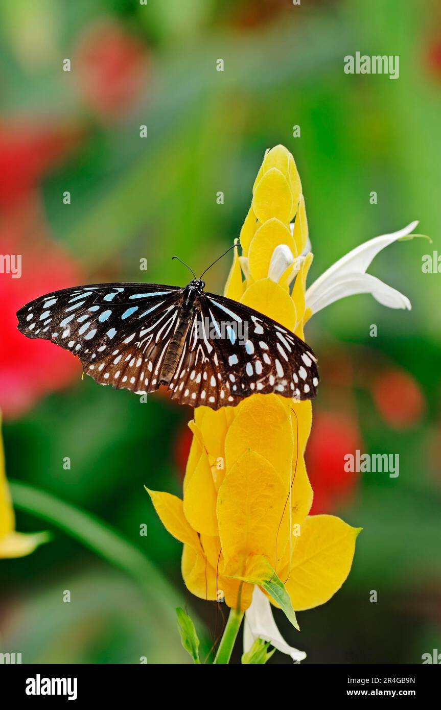Dark blue tiger (Tirumala septentrionis), Black Tiger Stock Photo - Alamy