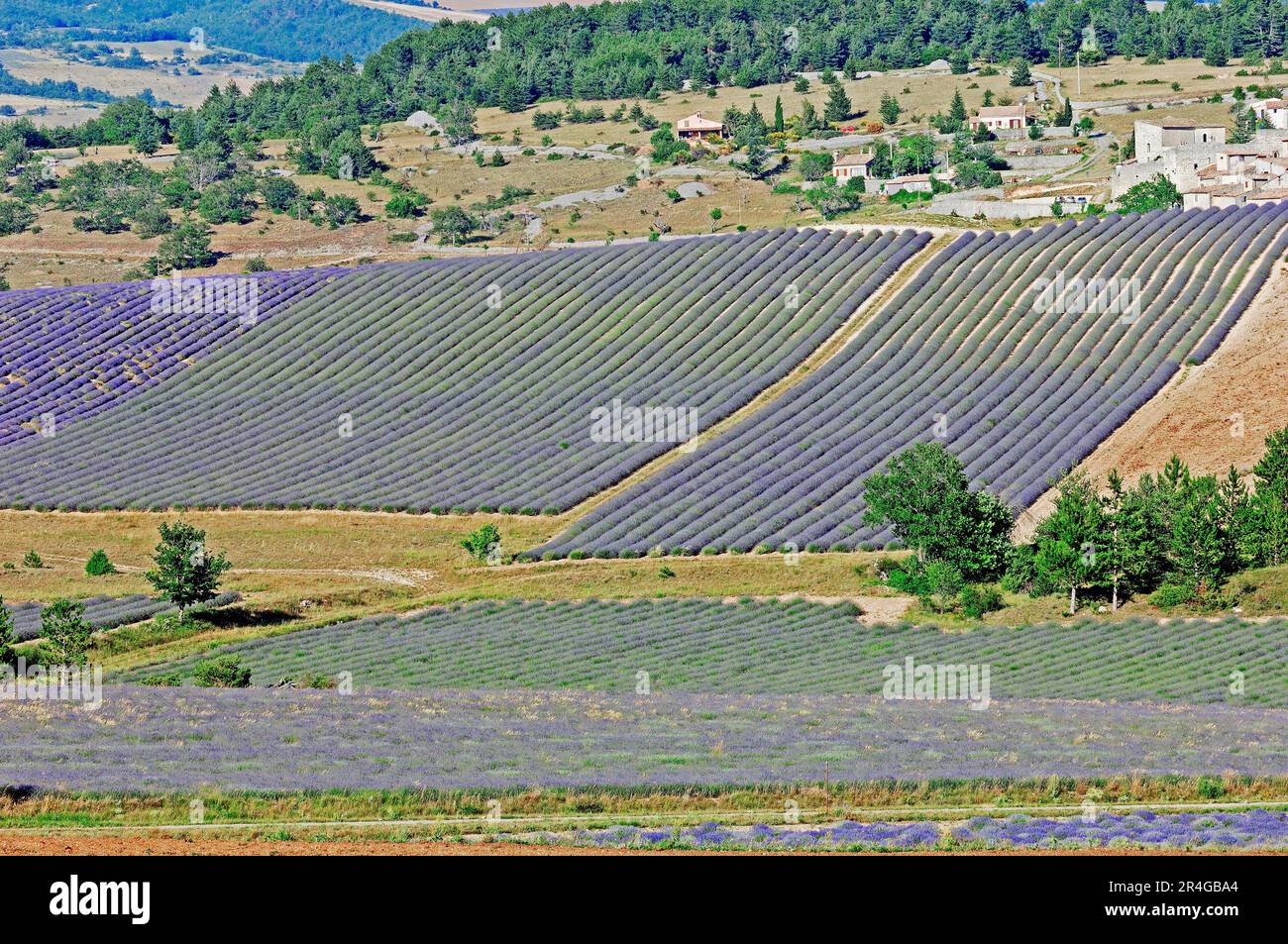 Lavender fields, Provence, Southern France (Lavendula angustifolia ...