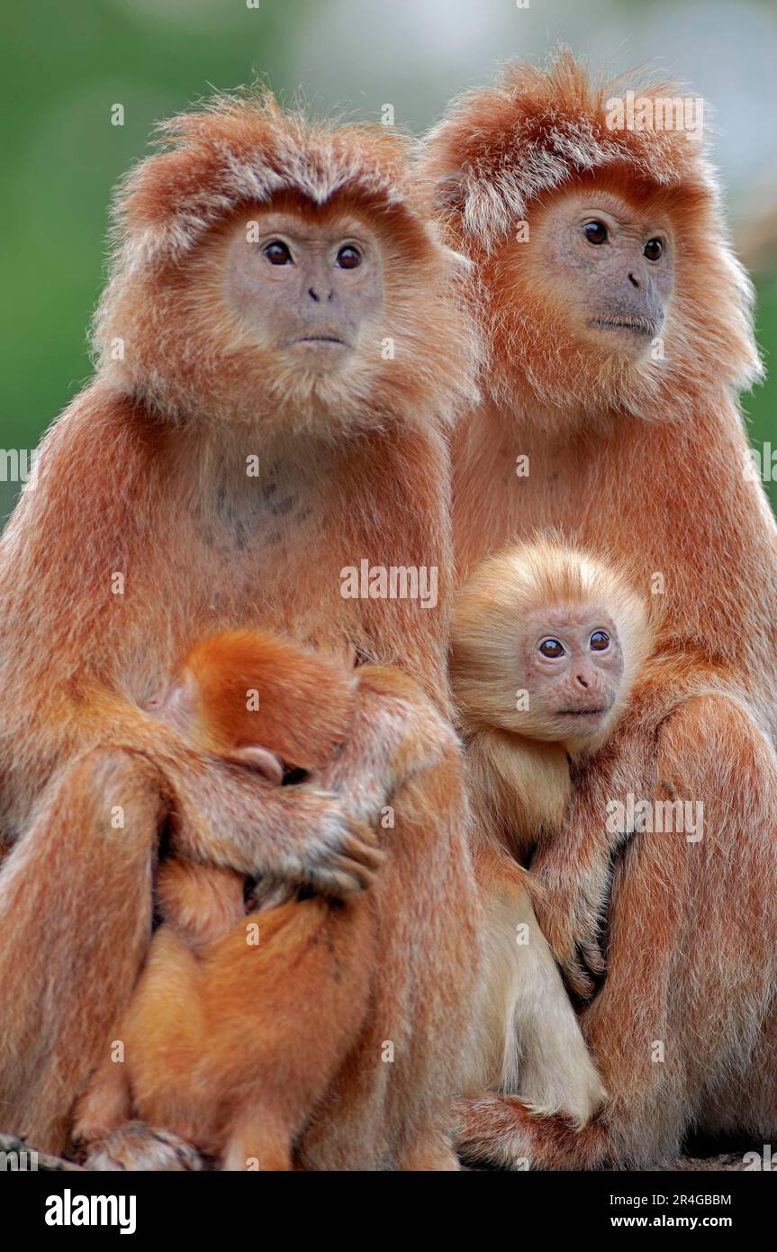 Java langur, female with young (Trachepithecus auratus auratus ...