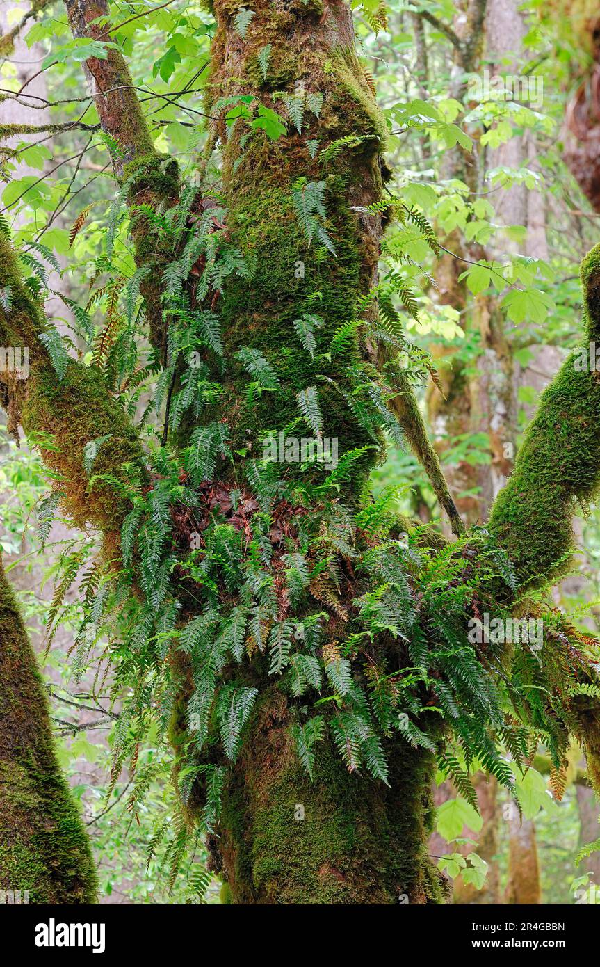 Spotted fern on tree, Berchtesgaden National Park, common polypody ...