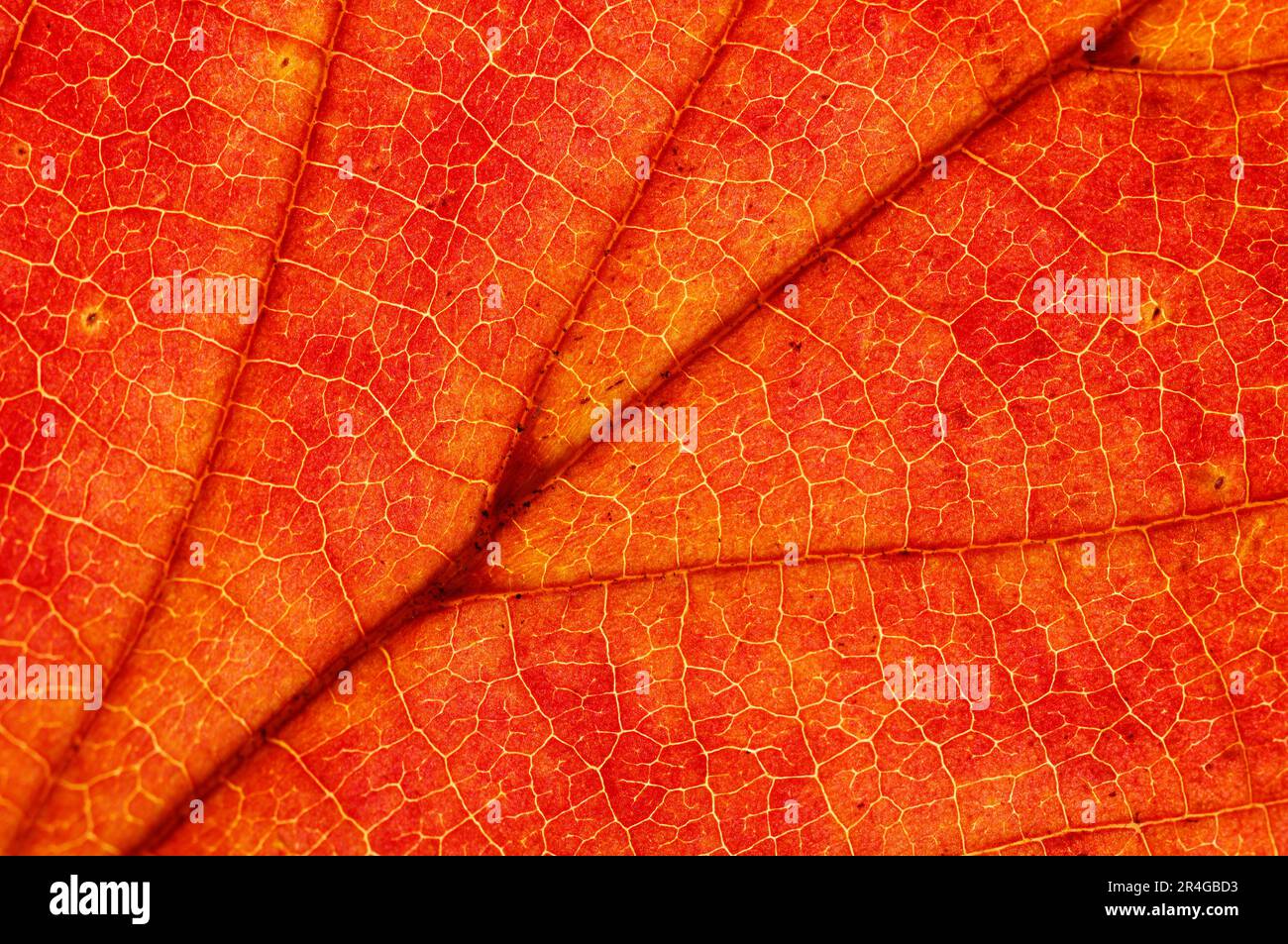 Japanese Maple (Acer palmatum), leaf detail Stock Photo - Alamy