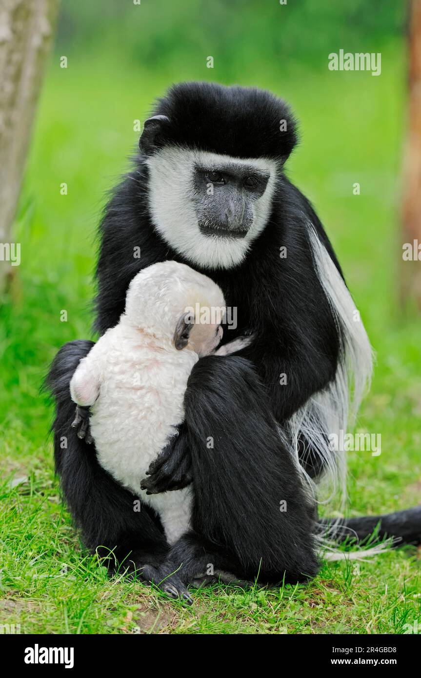 Animal monkey young baby colobus hi-res stock photography and images ...