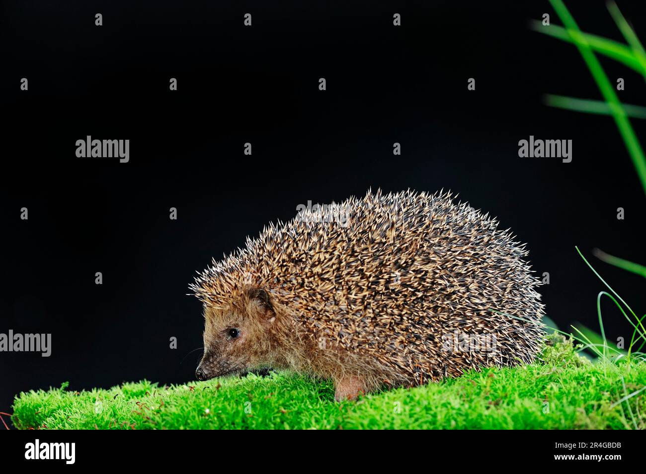 European hedgehog (Erinaceus europaeus), North Rhine-Westphalia, Brown ...
