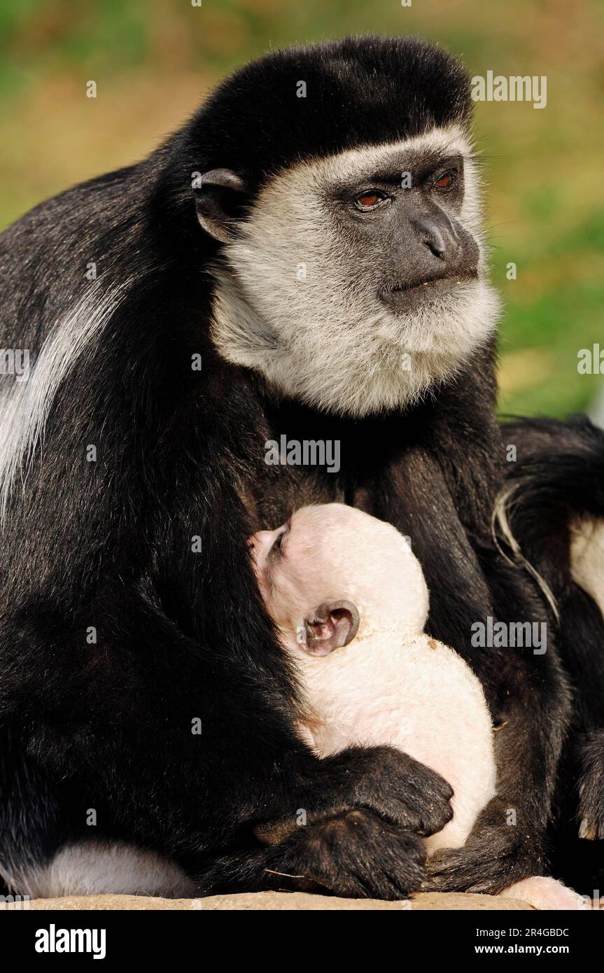 Animal monkey young baby colobus hi-res stock photography and images ...