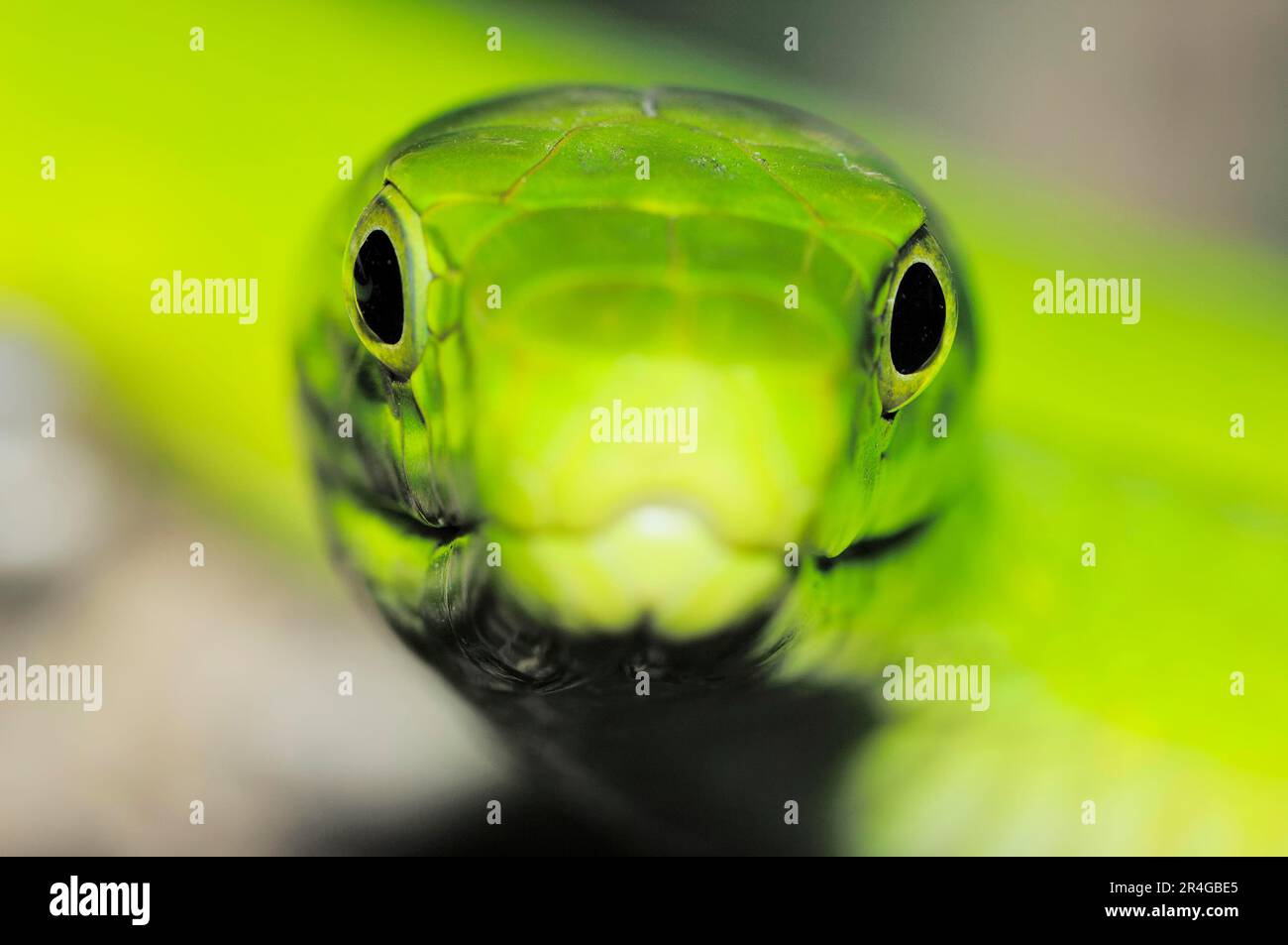 Leaf green mamba, common mamba (Dendroaspis angusticeps) mamba Stock ...