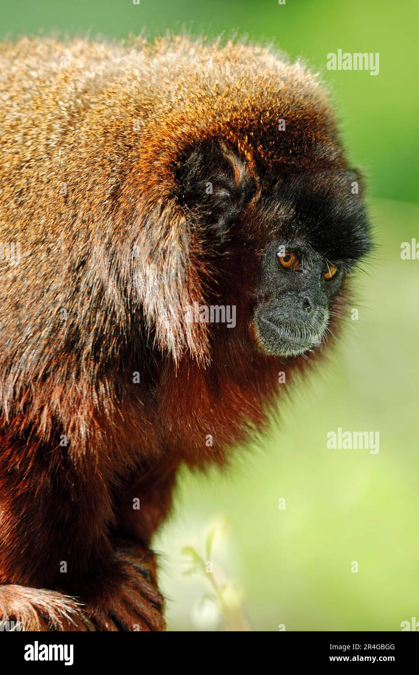 Red Titi (Callicebus cupreus), Titi Monkey Stock Photo - Alamy