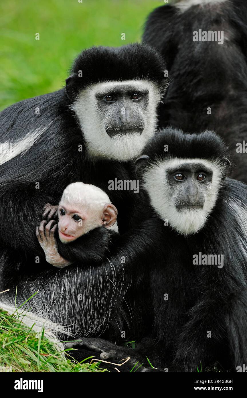Animal monkey young baby colobus hi-res stock photography and images ...