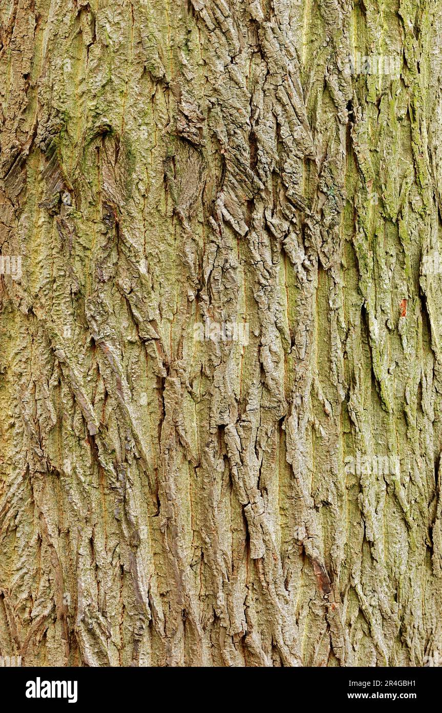 Silver poplar (Populus alba), bark, North Rhine-Westphalia, abele ...