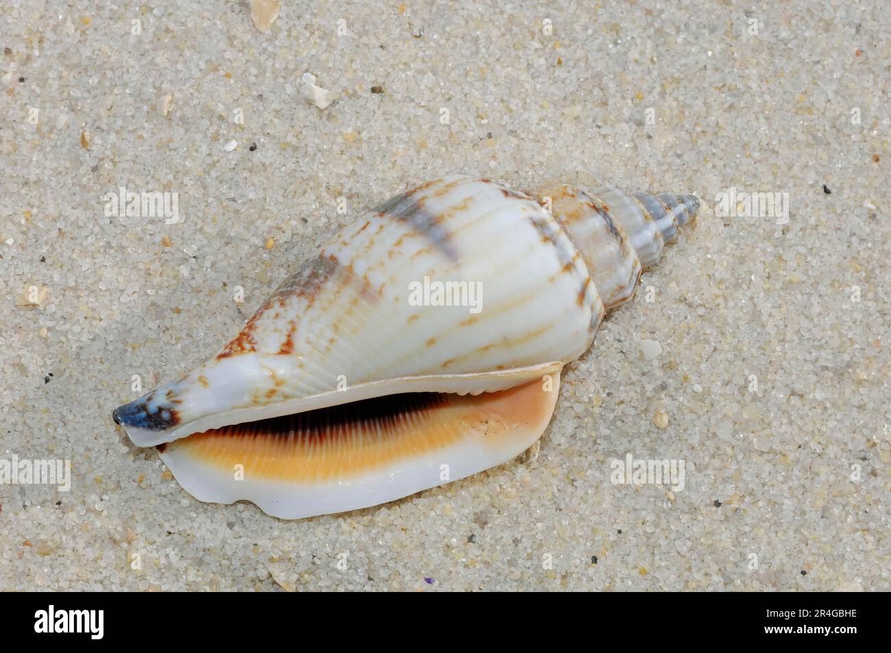 Sea snail, snail shell (Strombus urceus Stock Photo - Alamy