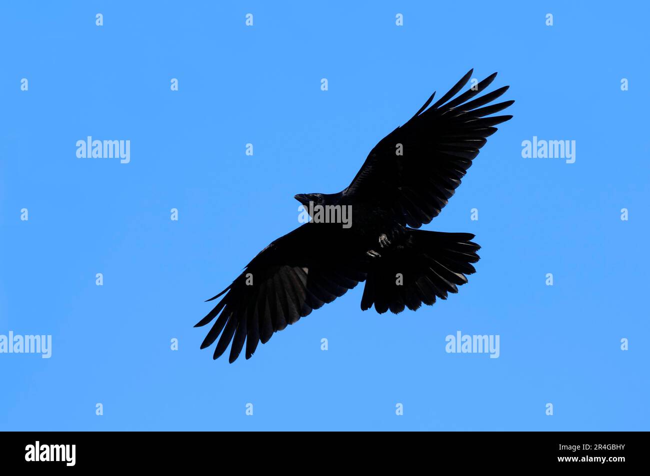 Carrion crow (Corvus corone corone), North Rhine-Westphalia, crow ...