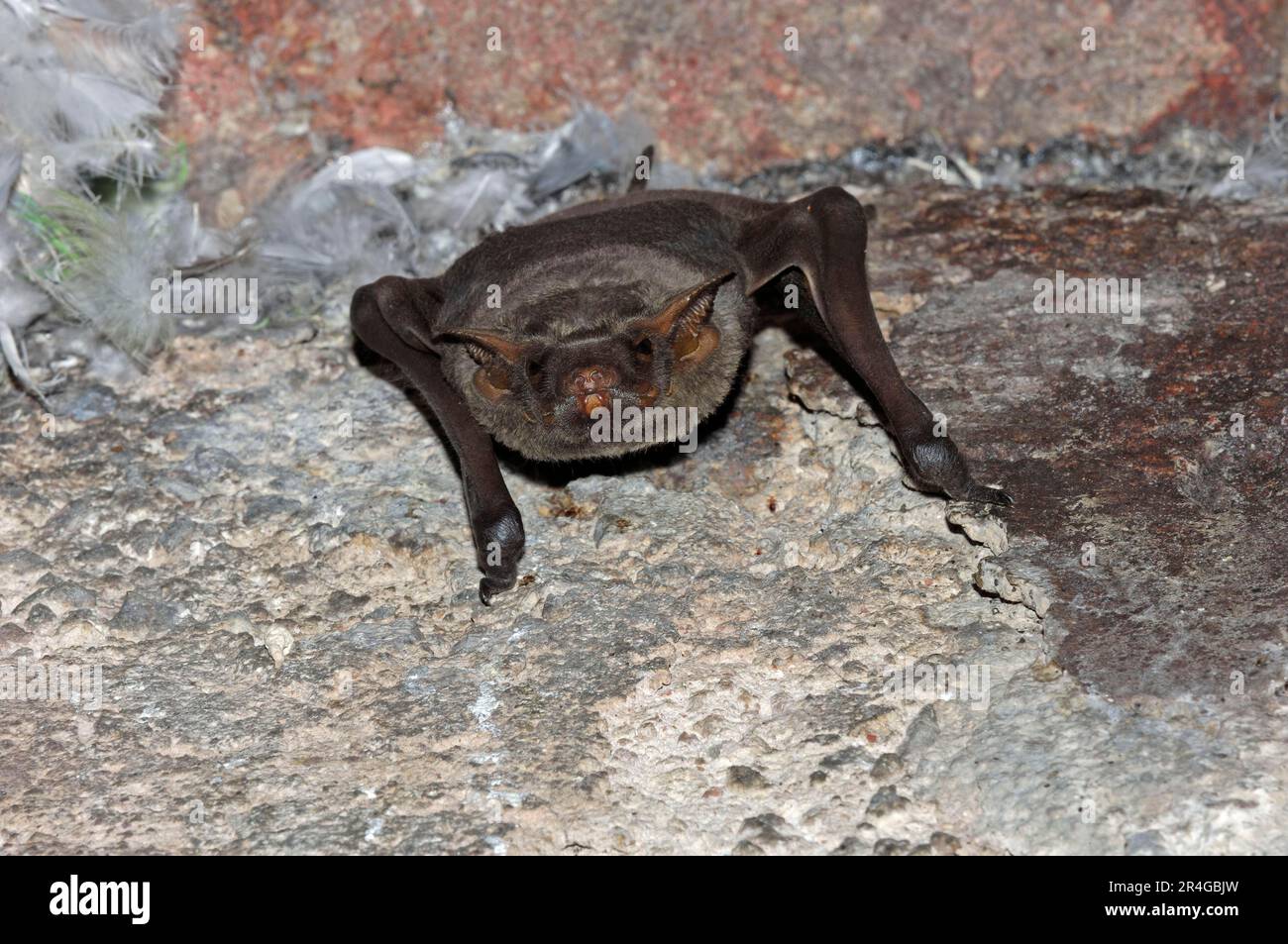 Black-bearded Tomb Bat, Rajasthan, India (Taphozous melanopogon), Black ...