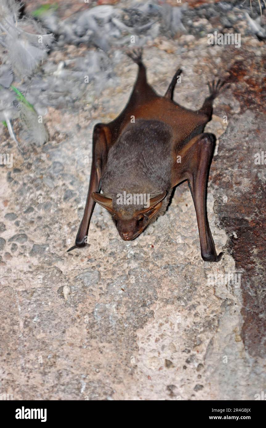 Black-bearded Tomb Bat, Rajasthan, India (Taphozous melanopogon), Black ...