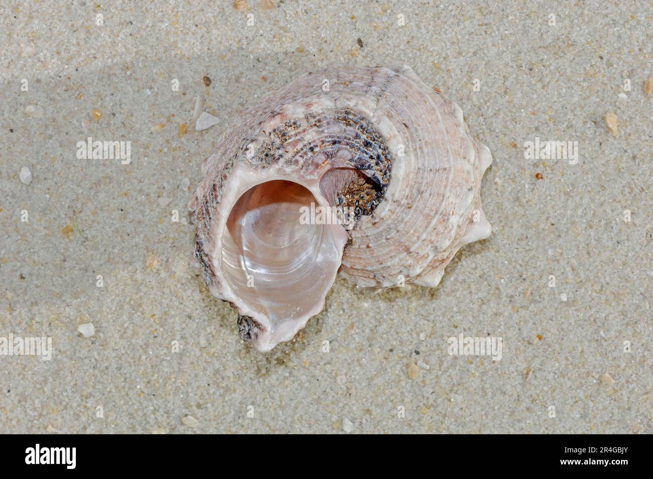Sea snail (Angaria atrata), snail shell, snail shells Stock Photo - Alamy