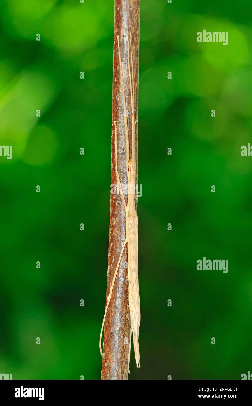 Winged pink winged stick insect (Sipyloidea sipylus), stick insect ...