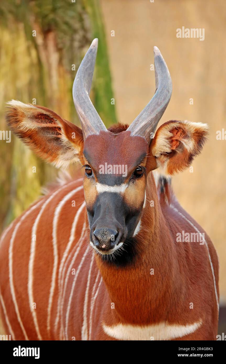 Western bongo (Tragelaphus eurycerus) (Taurotragus euryceros) (Tragelaphus euryceros Stock Photo ...