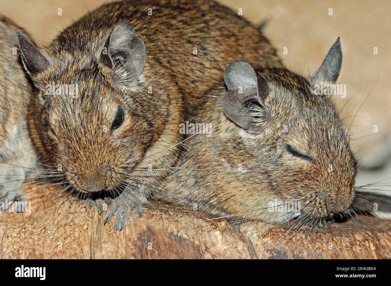 Common degus hi-res stock photography and images - Alamy