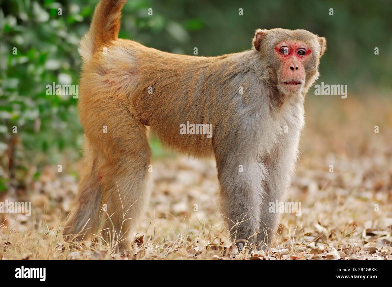 India rhesus macaque macaca mulatta hi-res stock photography and images - Alamy