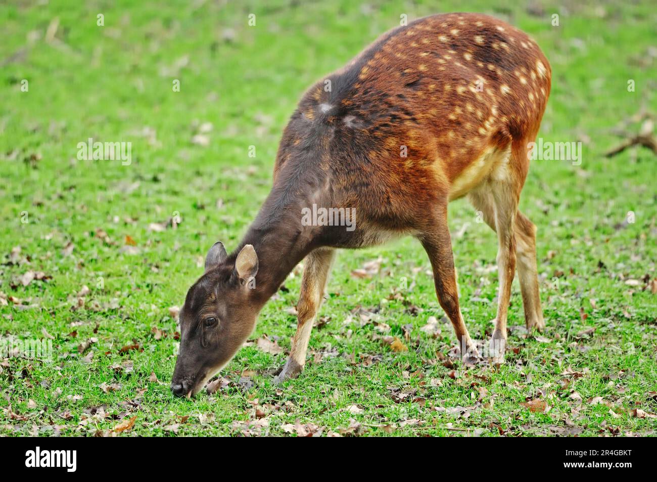 Philippine Spotted Deer, female (Cervus alfredi Stock Photo - Alamy