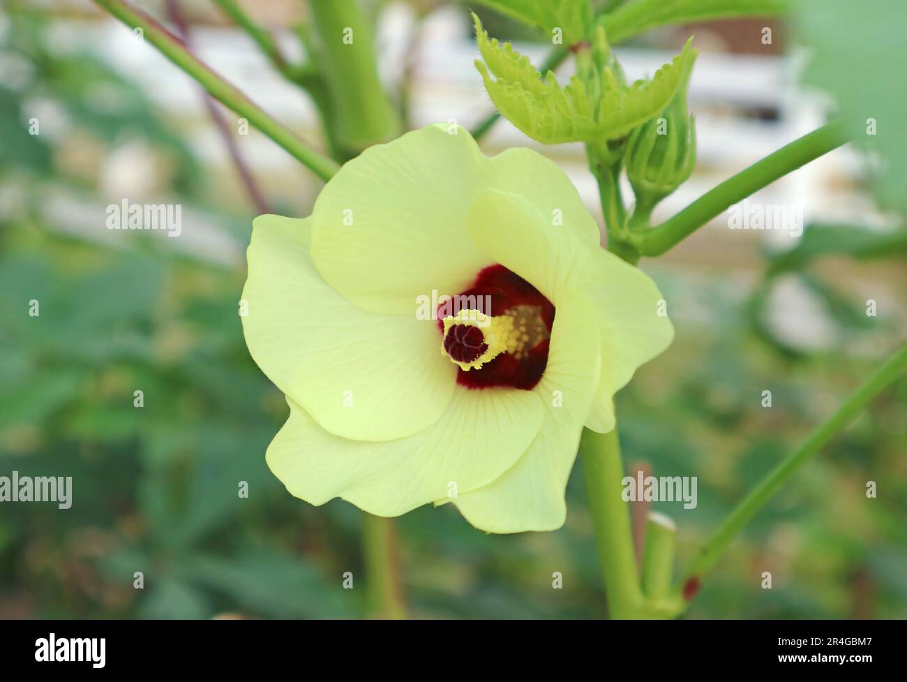 Okra flower edible hi-res stock photography and images - Alamy