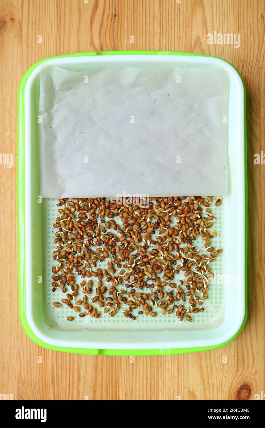 Cover Water Spinach Seeds That Spread In Hydroponic Microgreens Growing