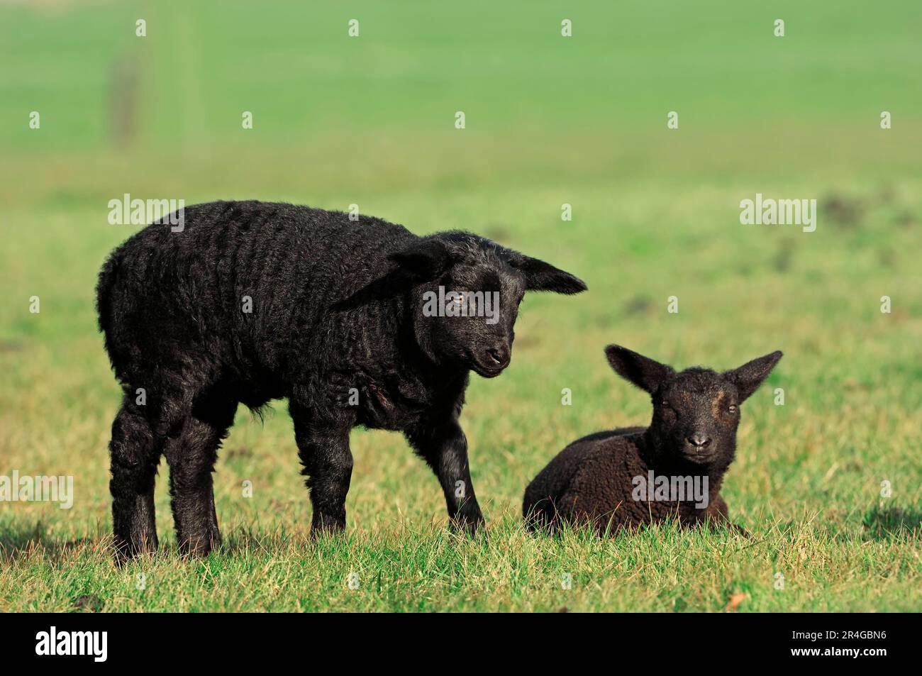 Domestic sheep, lambs, sheep, sheep, lamb Stock Photo - Alamy