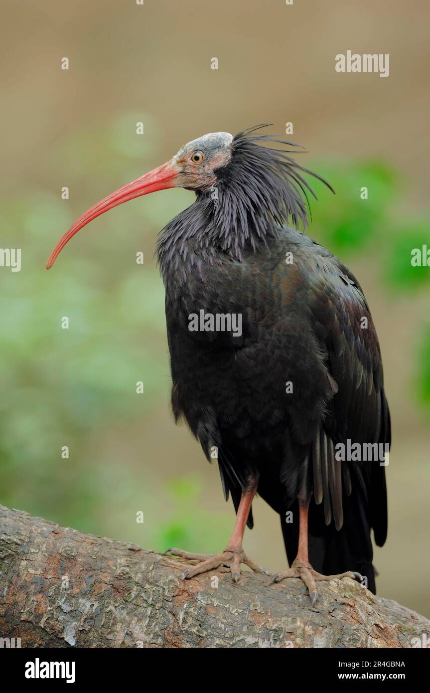 Northern bald ibis (Geronticus eremita Stock Photo - Alamy