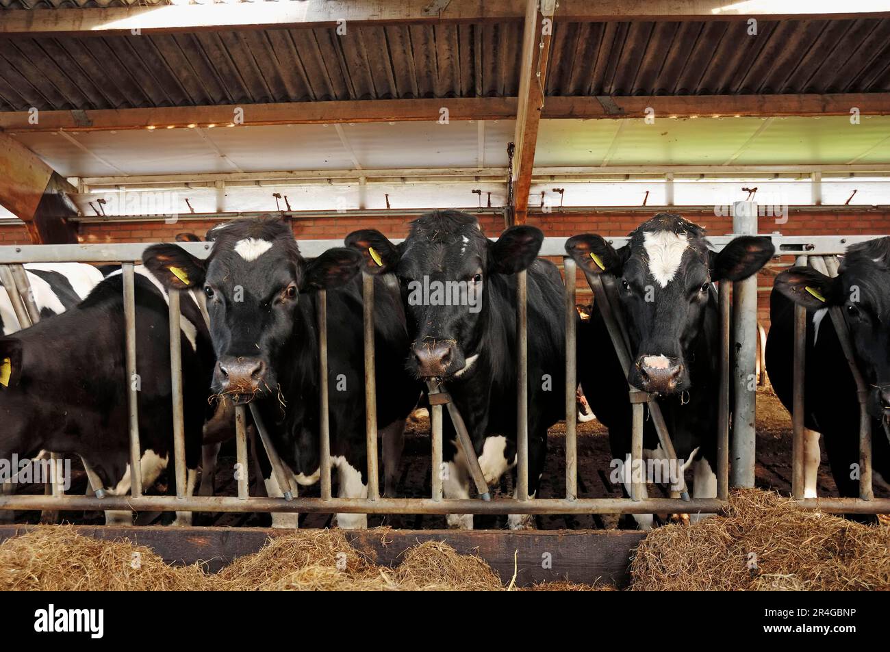 German Holstein cattle in stable, black and white domestic cattle ...