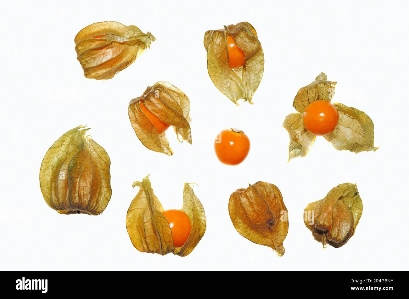 Cape Gooseberries (Physalis peruviana), Ground Cherry, Goldenberry ...