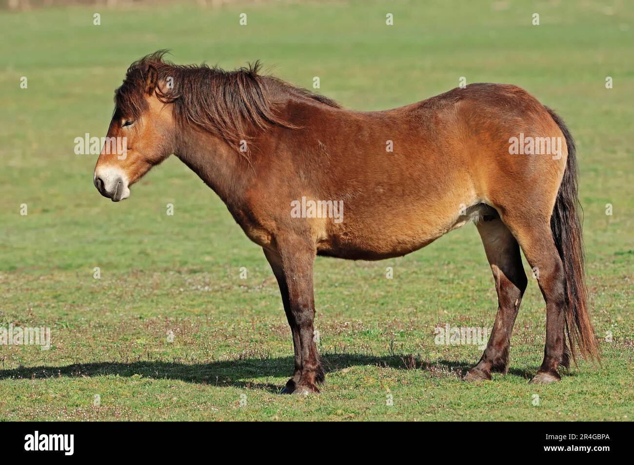 Exmoor pony mare hi-res stock photography and images - Alamy