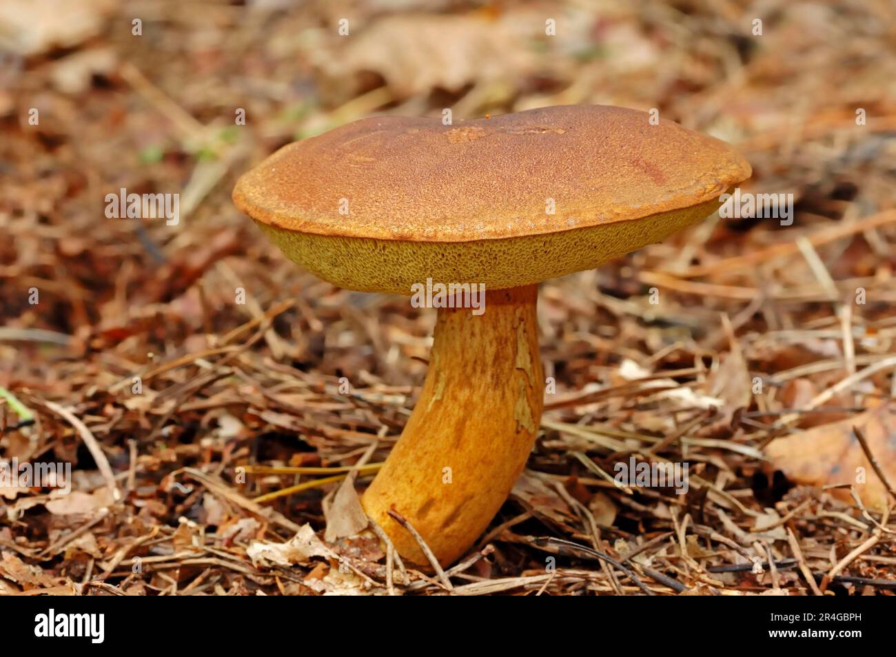 King Bolete, Netherlands (Boletus pinophilus), Pinewood Penny Bun Stock ...