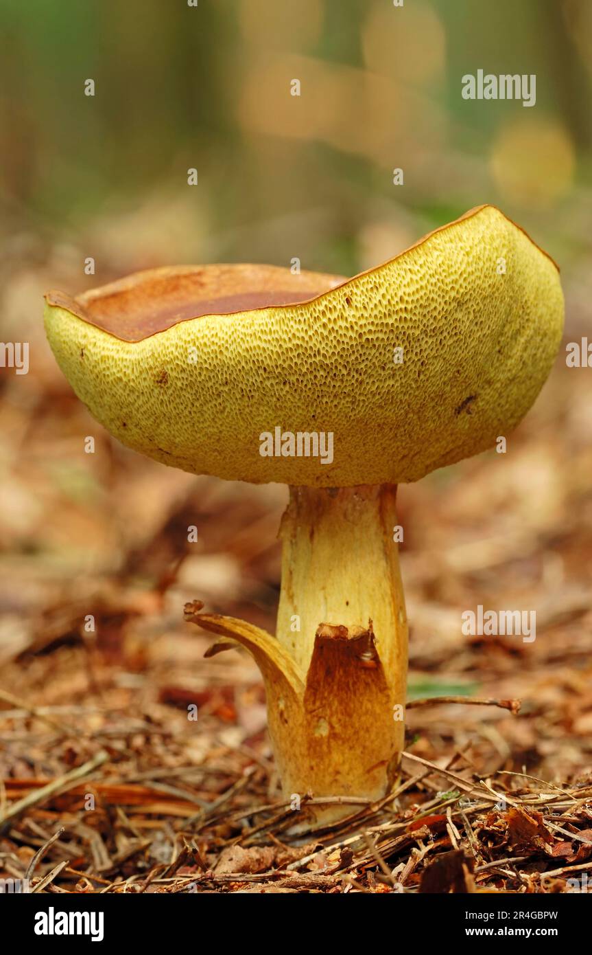 King Bolete, Netherlands (Boletus pinophilus), Pinewood Penny Bun Stock ...