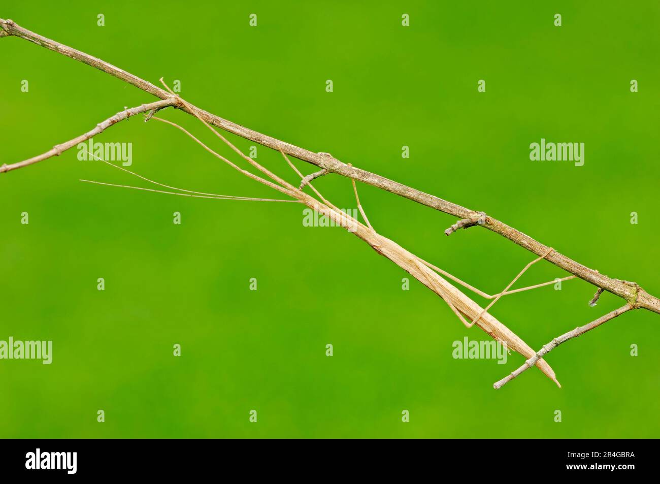 Winged pink winged stick insect (Sipyloidea sipylus), stick insect ...