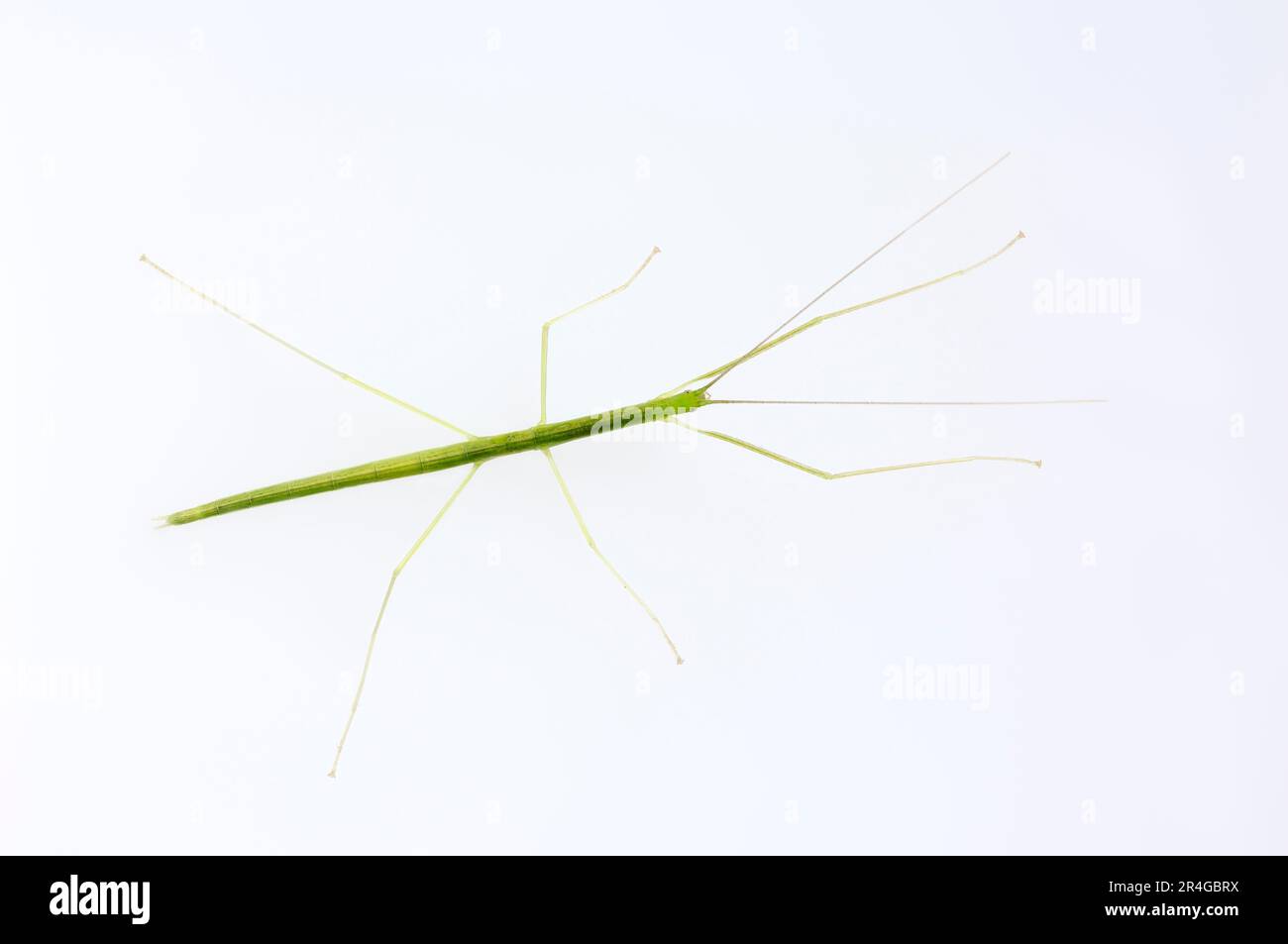 Winged stick insect, pink winged stick insect (Sipyloidea sipylus ...