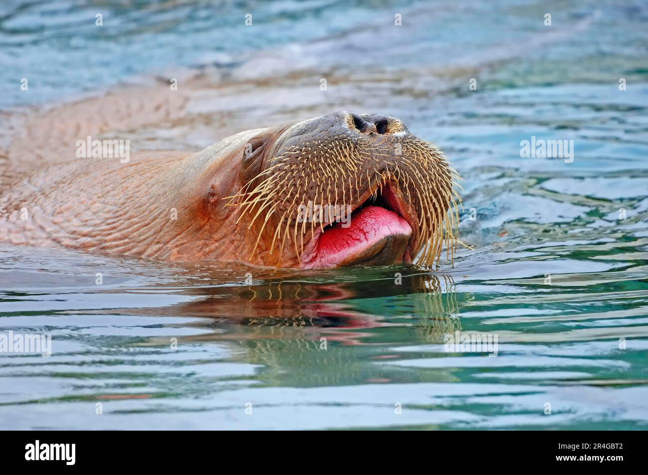 Underwater walrus hi-res stock photography and images - Alamy