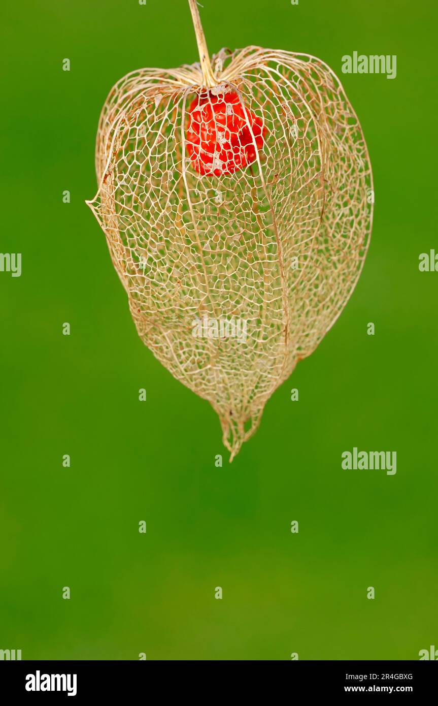 Bladder cherry (Physalis alkekengi), Fruit (Physalis franchetii), Judas ...